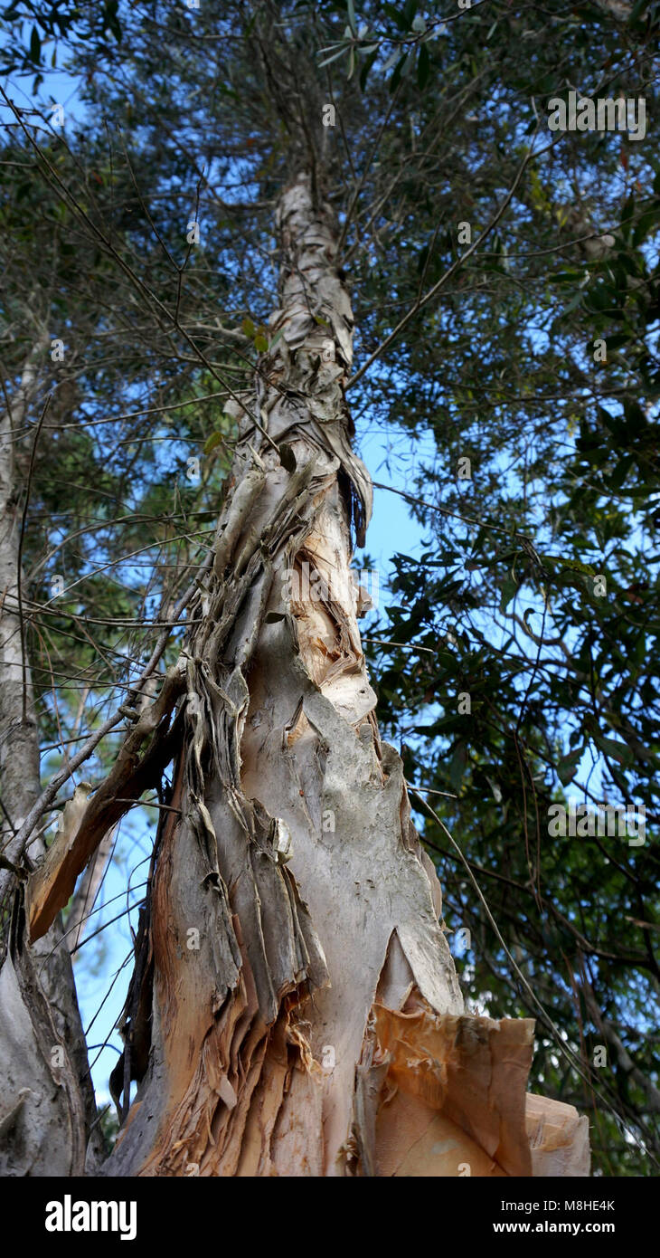 Melaleuca Invasive Species In Florida