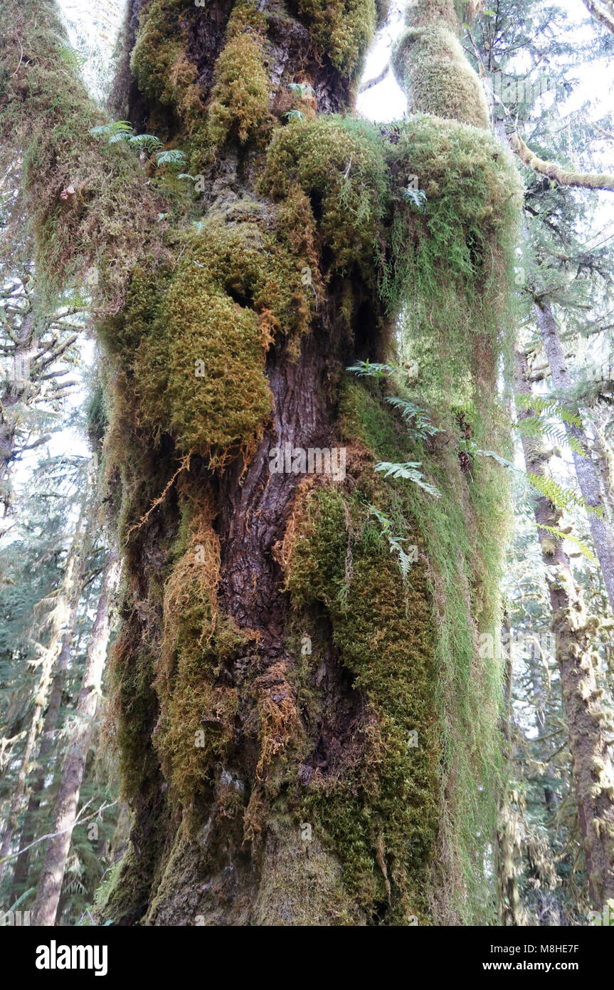 mossy big tree quinault rainforest Stock Photo - Alamy
