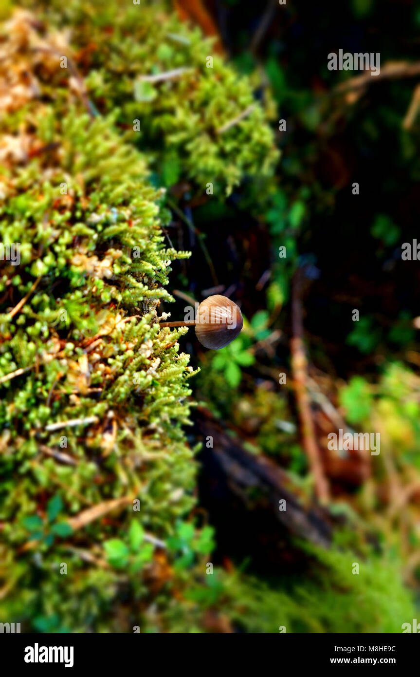 Mushroom lands hi-res stock photography and images - Alamy