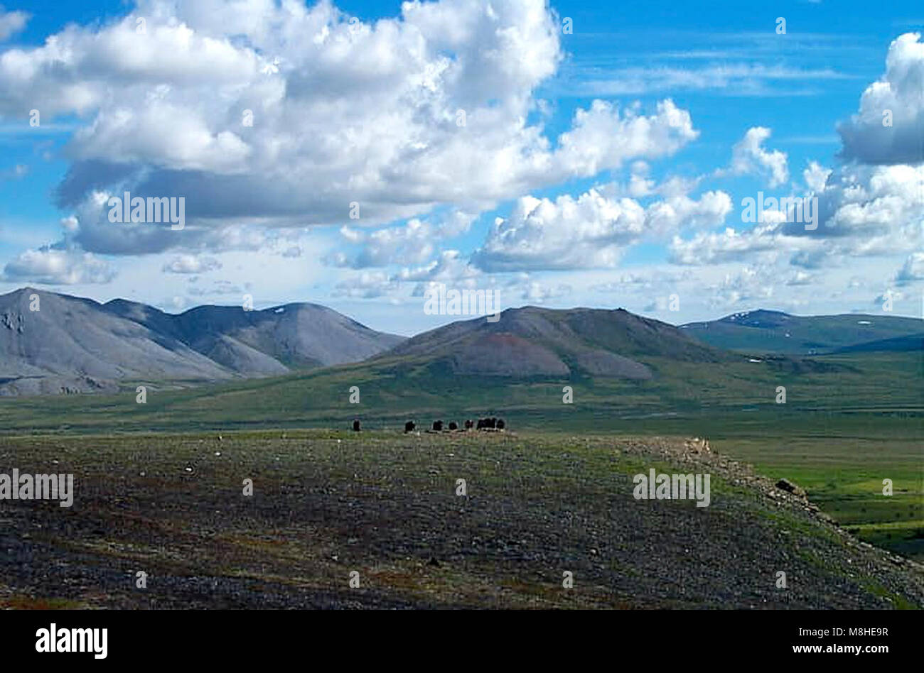 Muskox on the Tundra. A herd of muskox take in the sweeping tundra ...