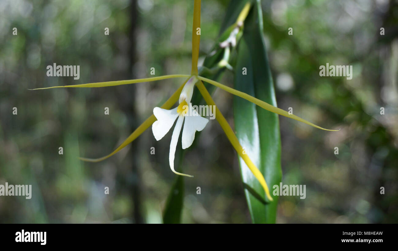 Night Scented Orchid. Found at Clyde Butchers gallery Stock Photo - Alamy