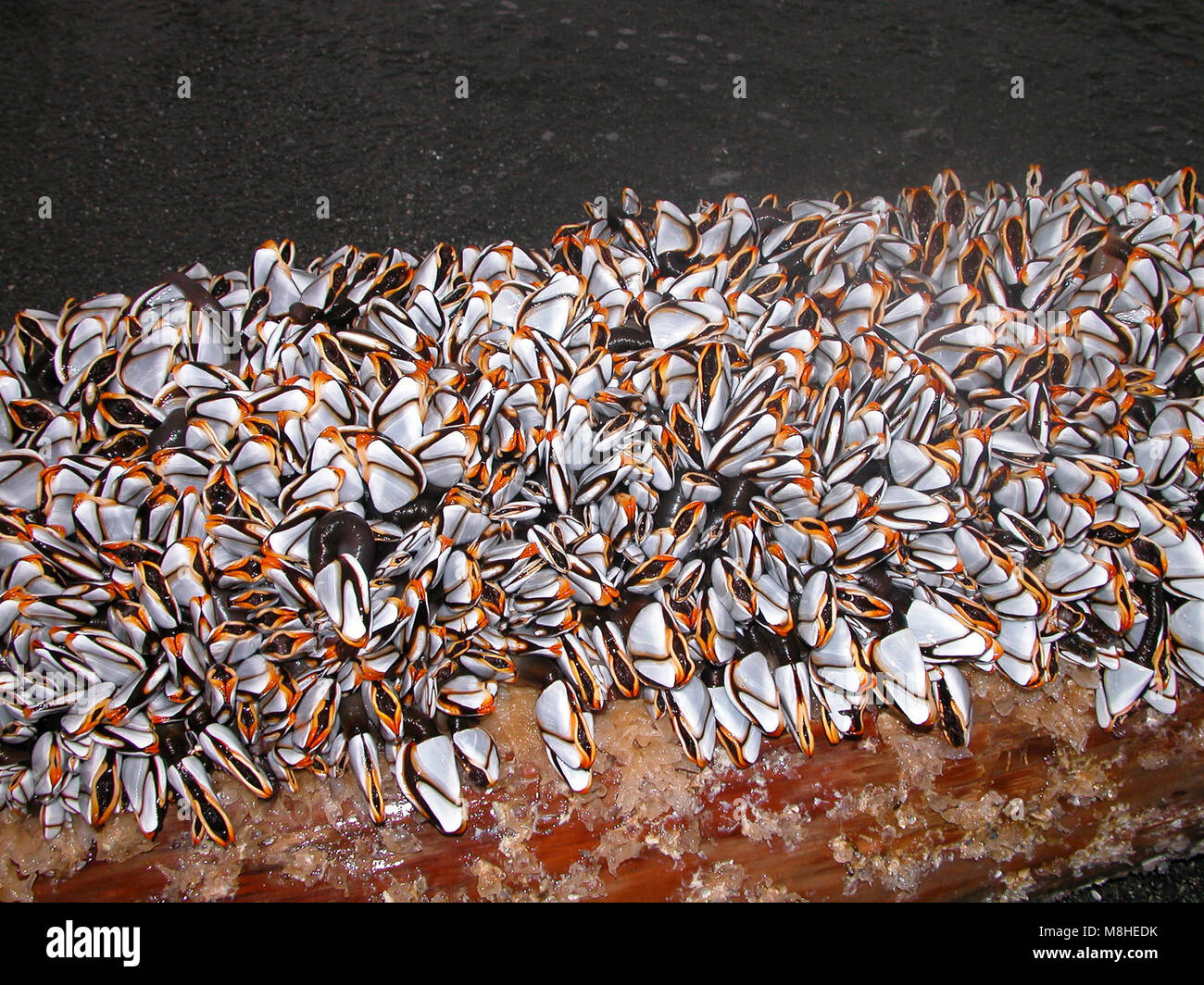 ocean marine life gooseneck barnacle closeup Stock Photo - Alamy
