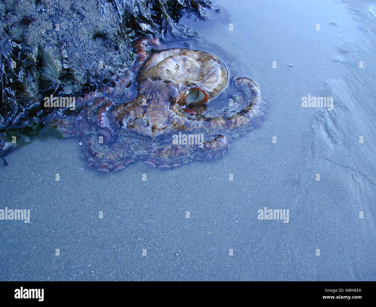 Octopus marine life tidepool Stock Photo - Alamy