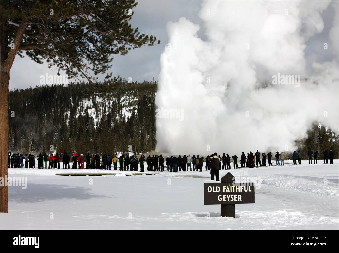 Old Faithful Geyser eruption. Old Faithful Geyser and visitors in ...