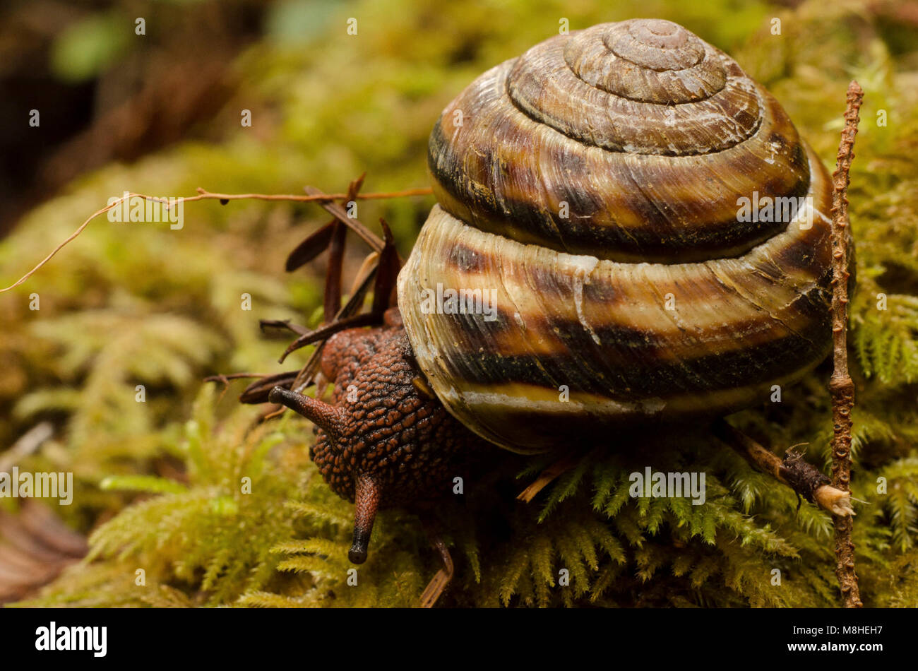 Pacific Side-band Snail Stock Photo - Alamy