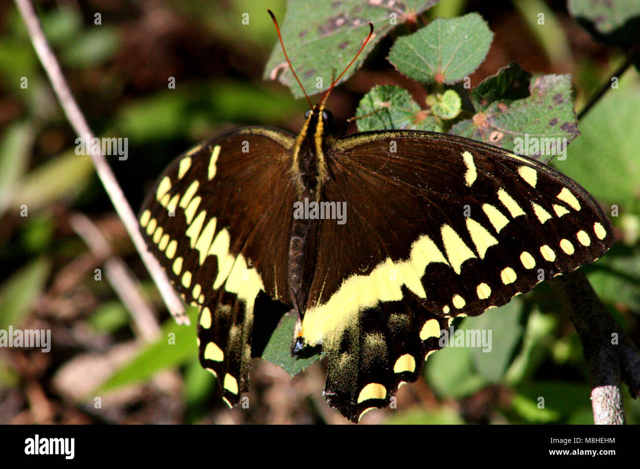 Cypress florida butterfly hi-res stock photography and images - Alamy