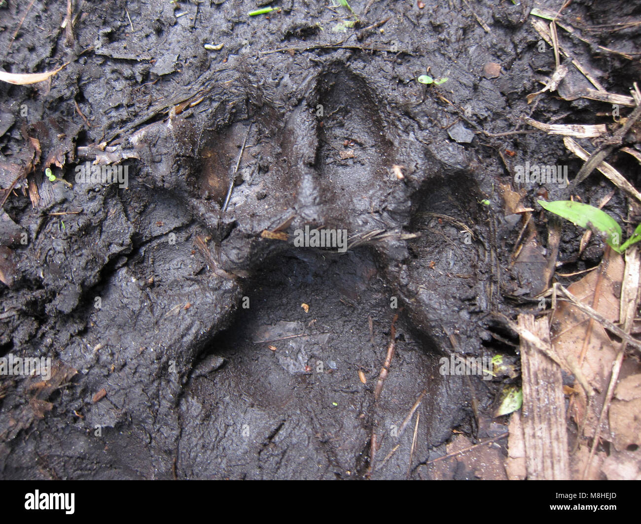 Florida panther preserve hi-res stock photography and images - Alamy