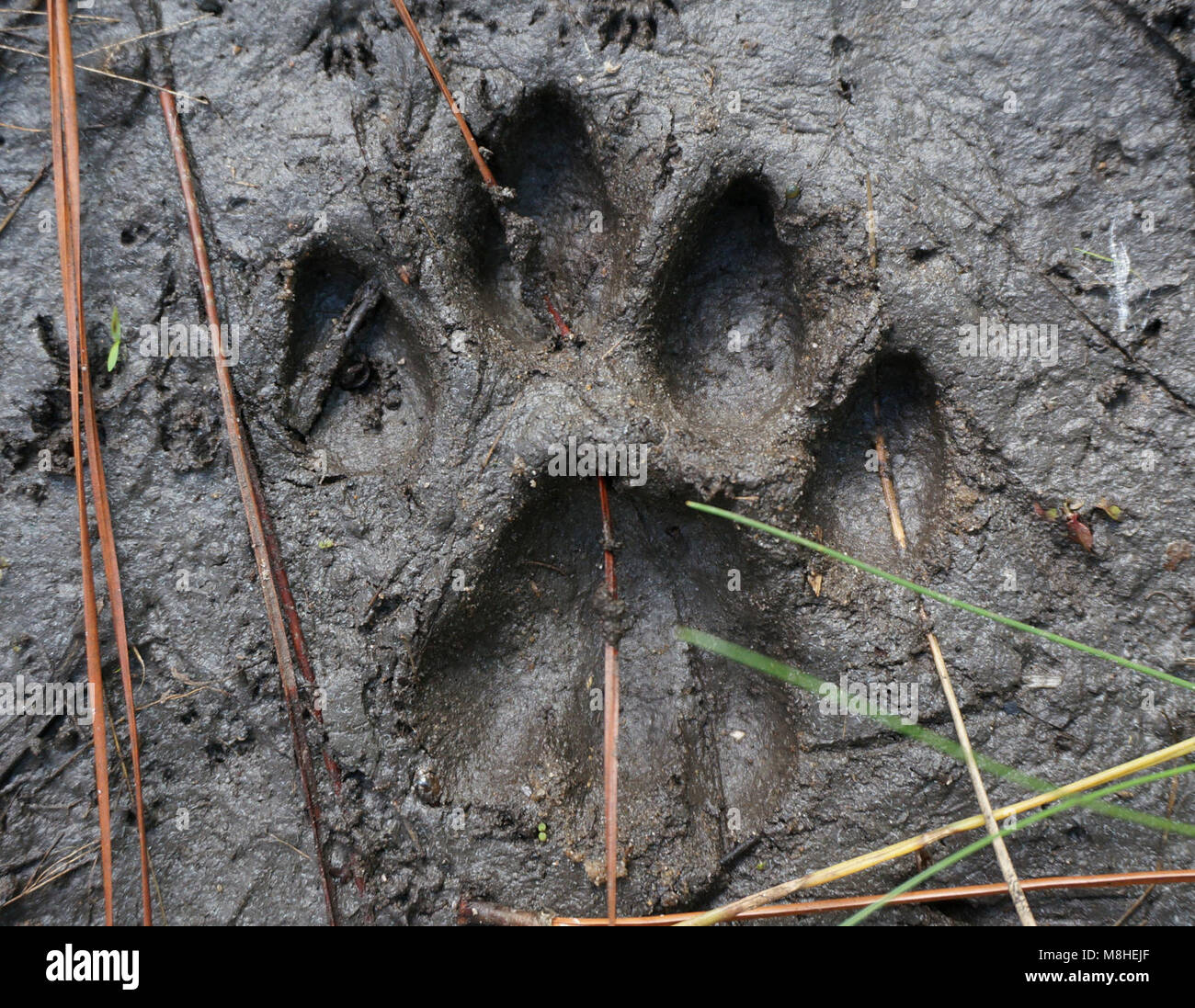 Panther Tracks High Resolution Stock Photography and Images - Alamy