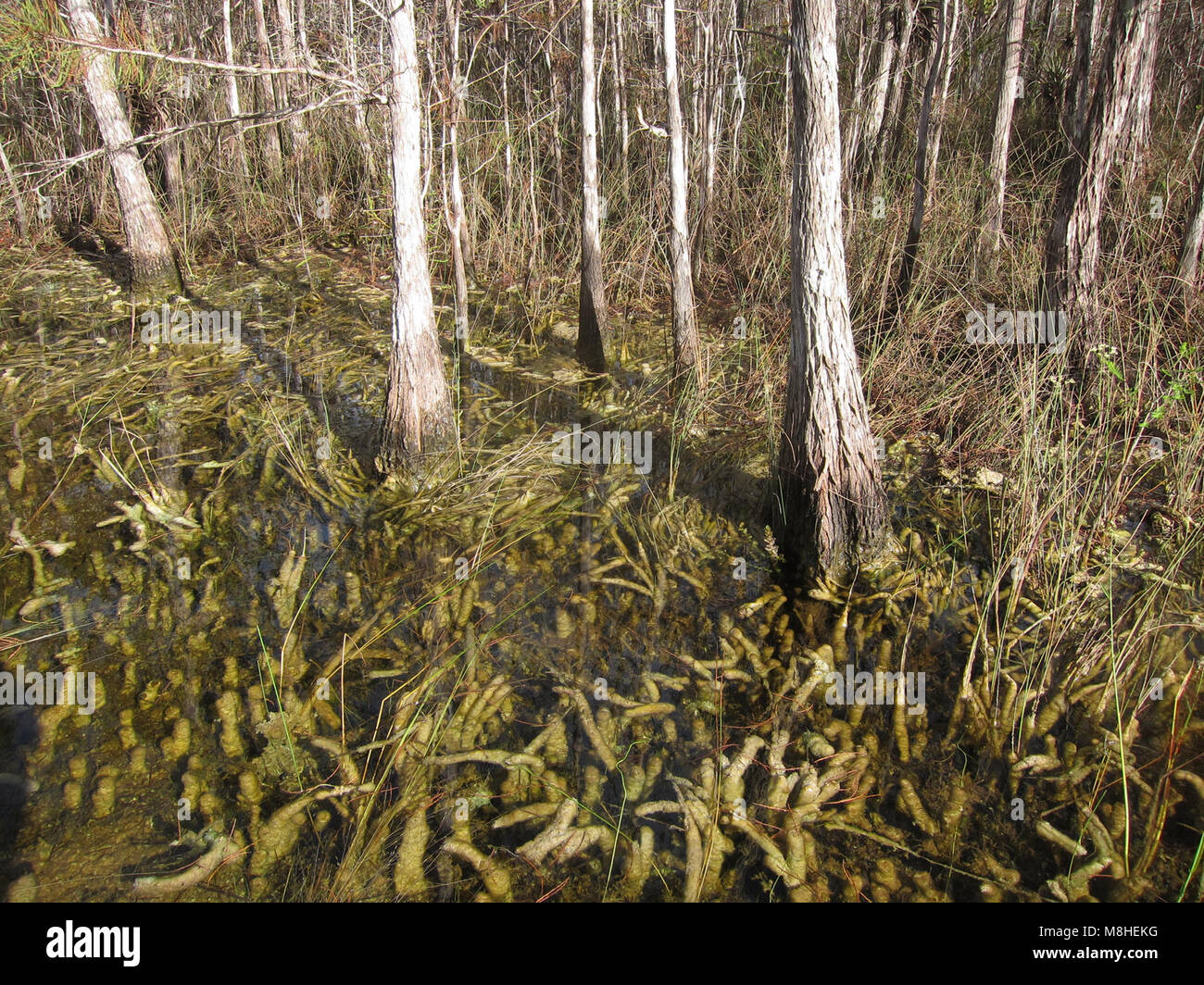 Periphyton hi-res stock photography and images - Alamy