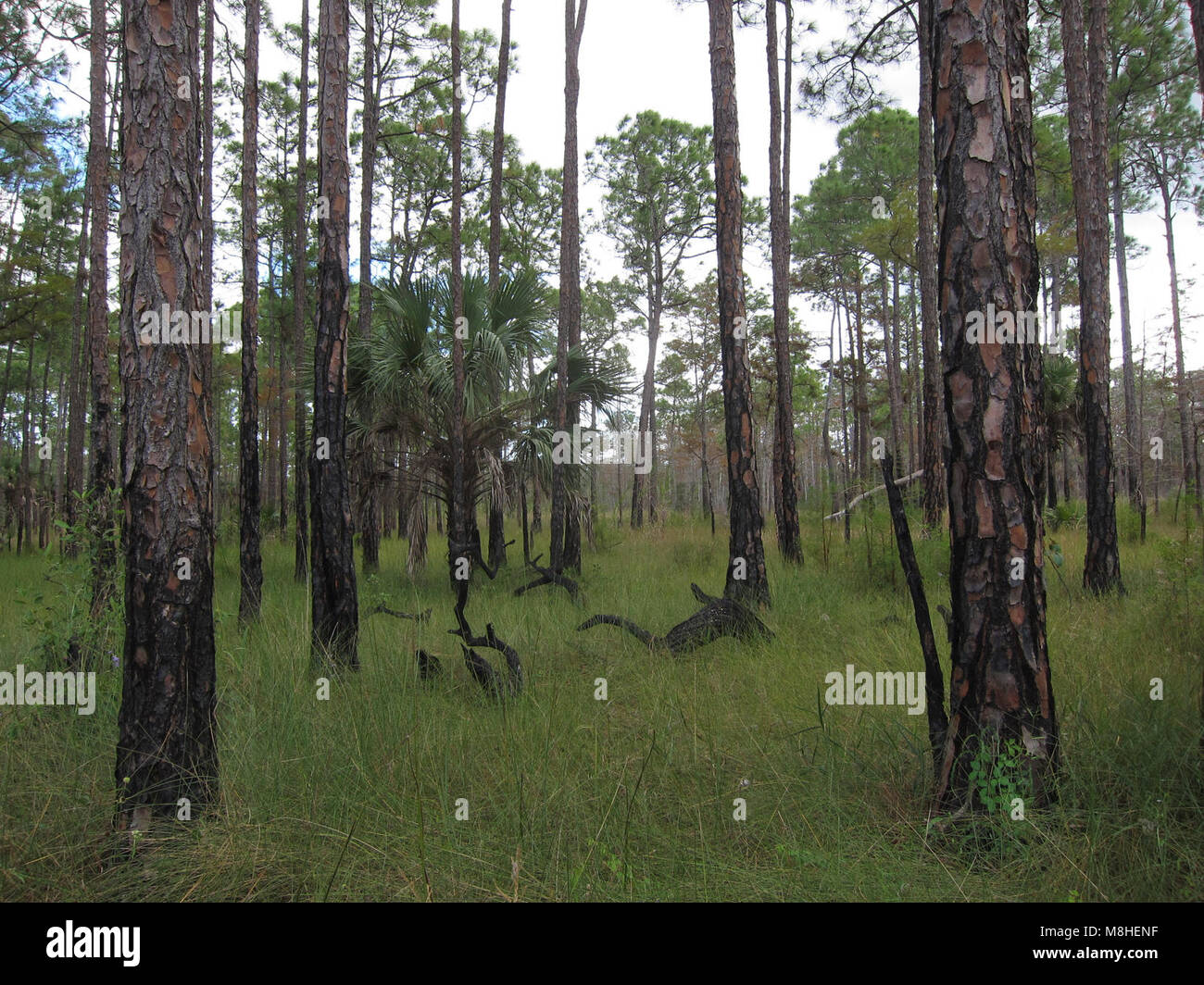 Pineland hi-res stock photography and images - Alamy