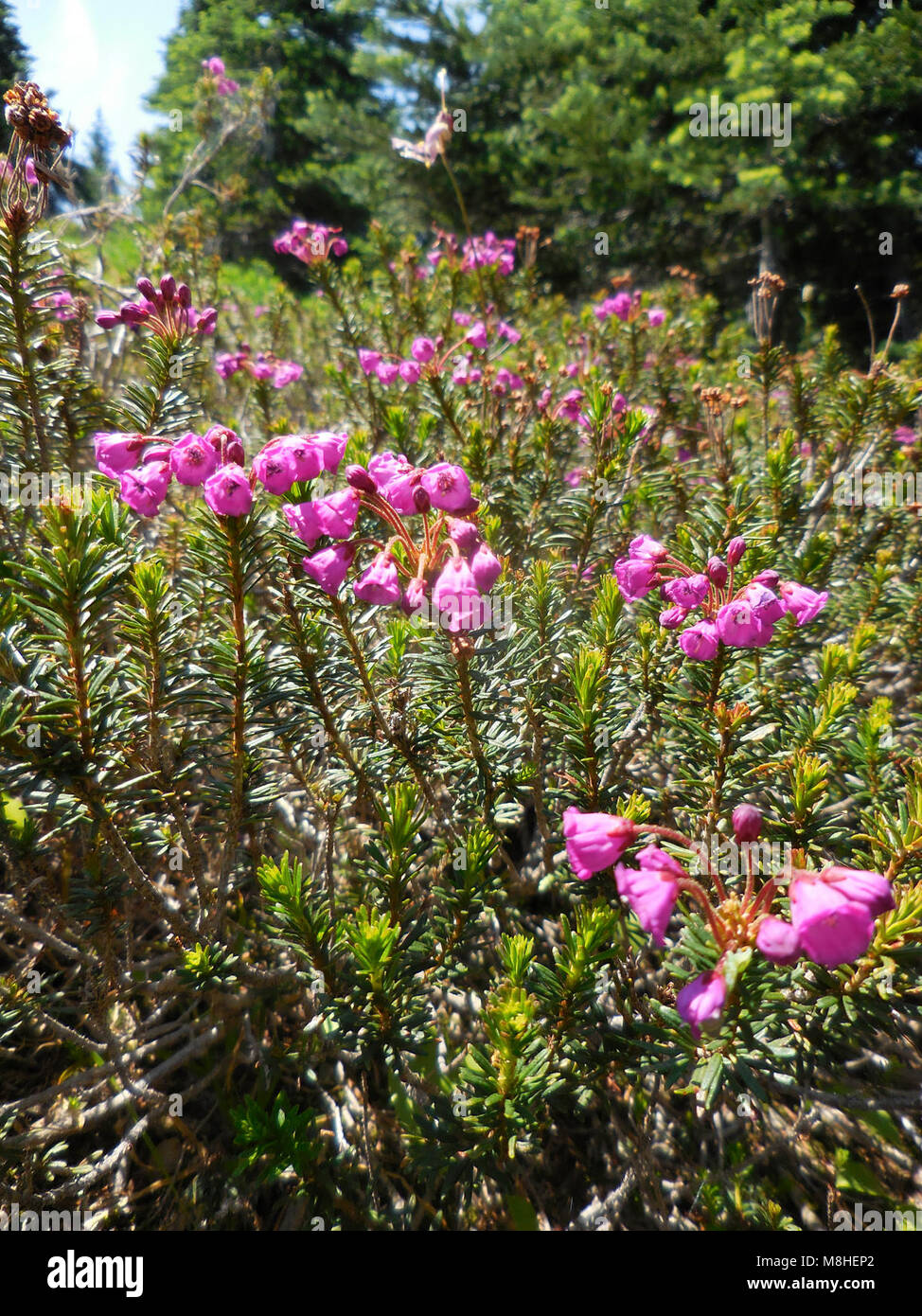 pink mountain heather red heath wild flower hurricane ridge alipine ...