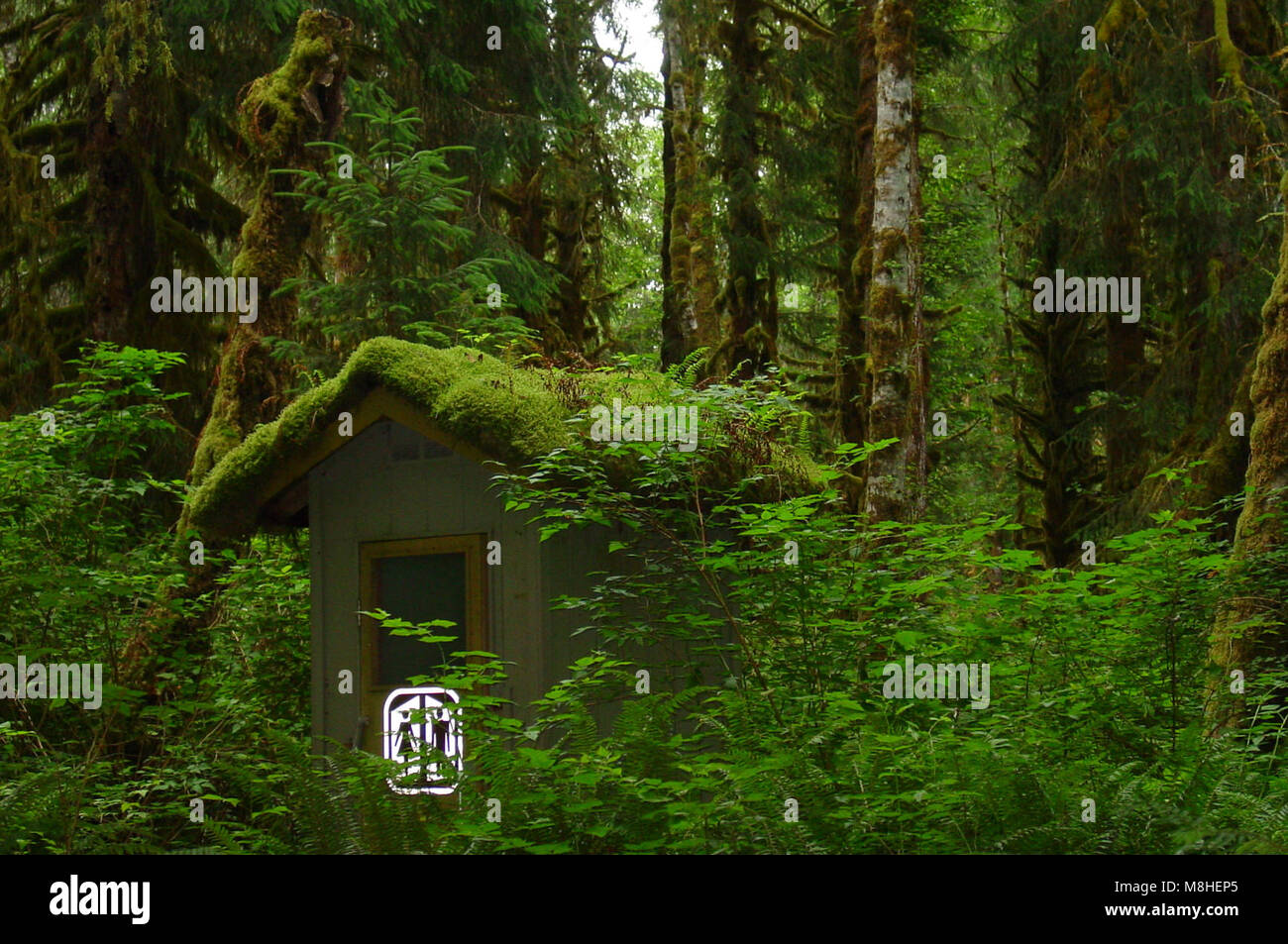 pittoilet backcountry infrastructure rainforest moss covered Stock ...