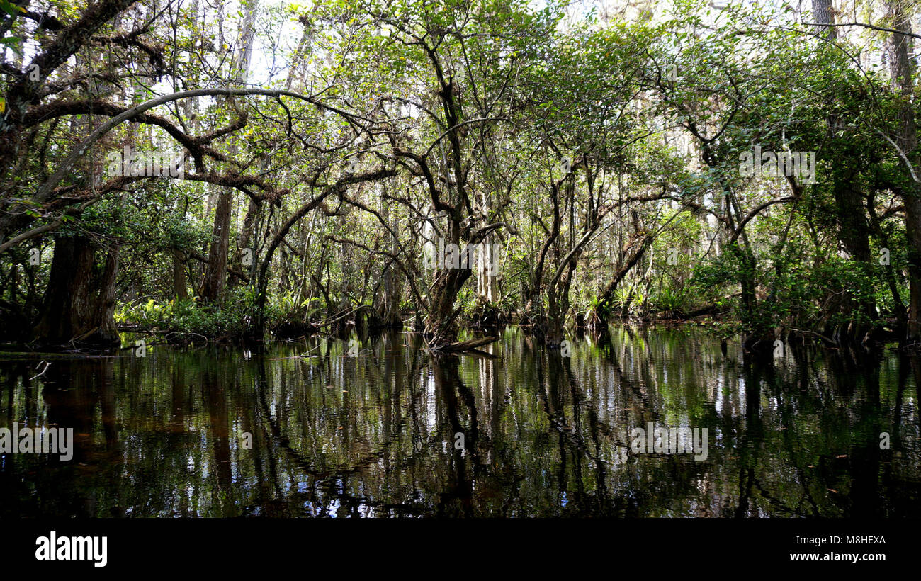 pond apple dome Stock Photo - Alamy