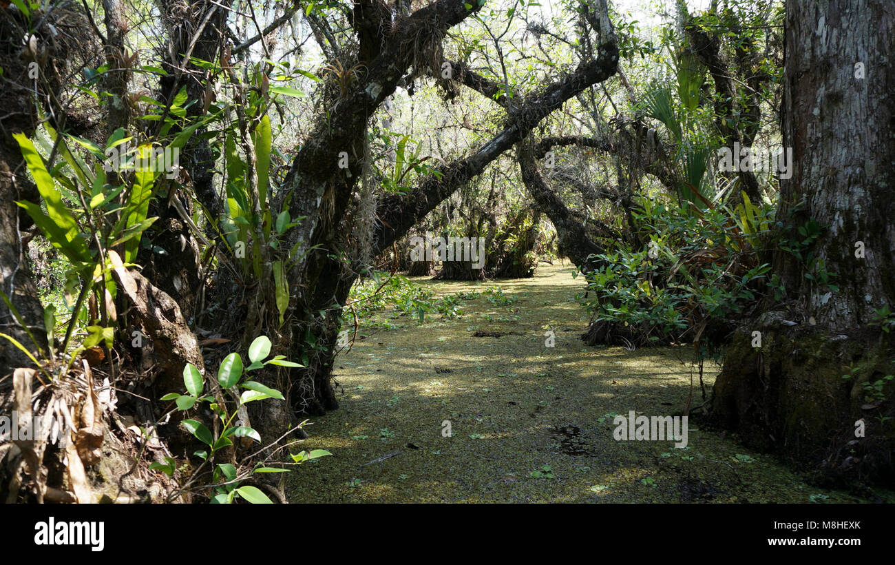 Pond apple swamp Stock Photo - Alamy
