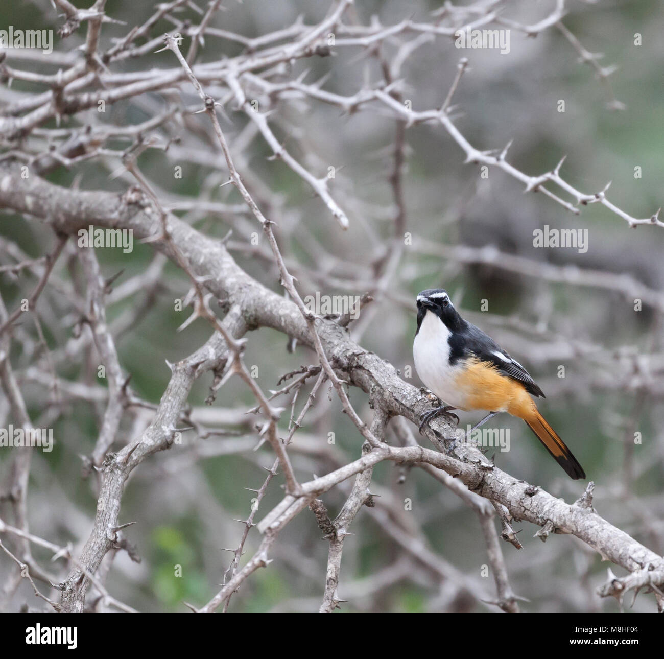 African White-throated Robin, Cossypha humeralis, aka White-throated ...
