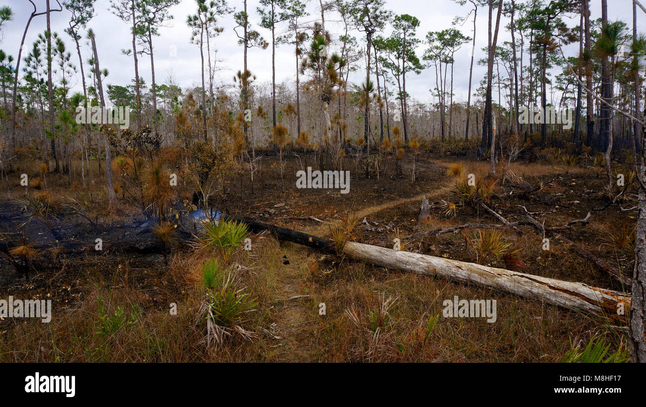 Prescribed Burn along Florida Trail. 7-10 miles N of Oasis along the ...