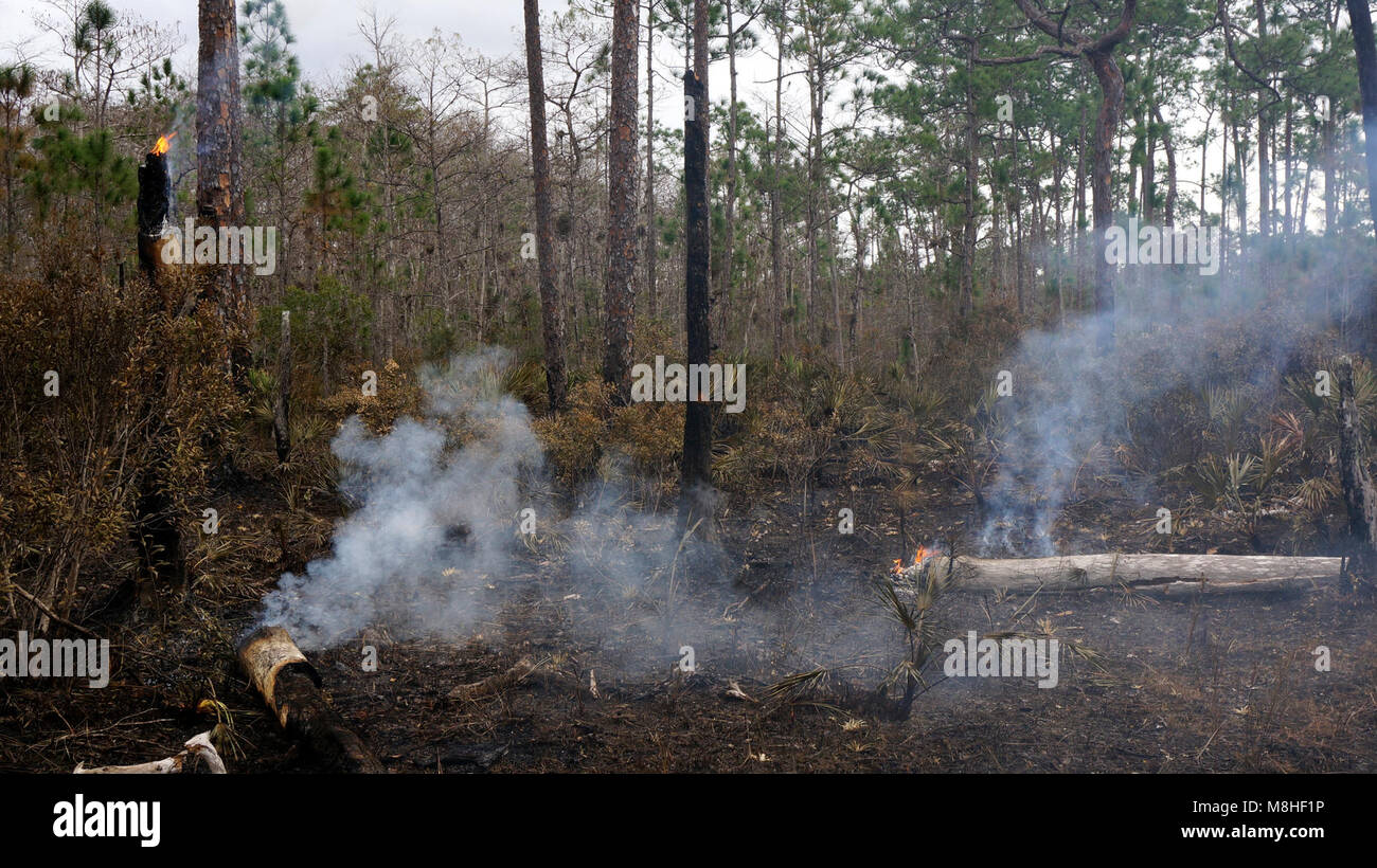 Prescribed Burn snag. 7-10 miles N of Oasis along the Florida Trail in ...