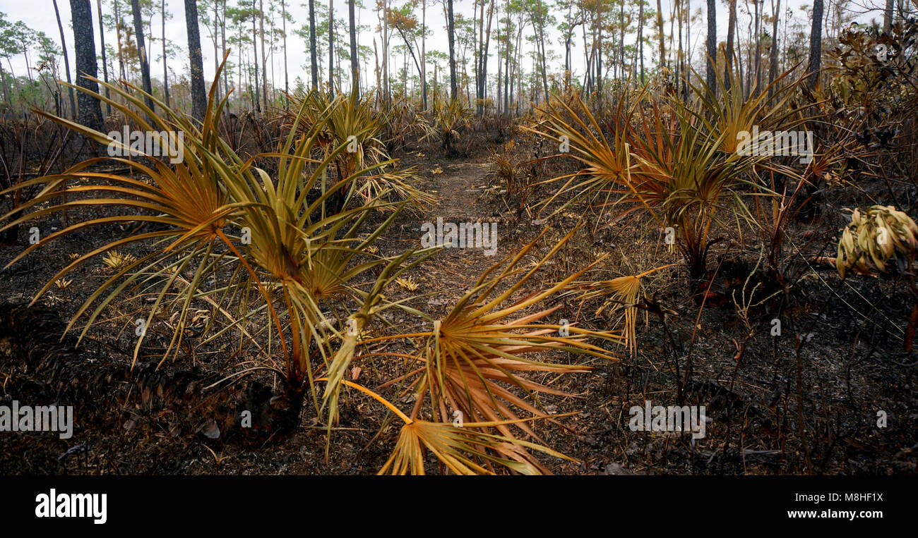 Prescribed fire florida hi-res stock photography and images - Alamy