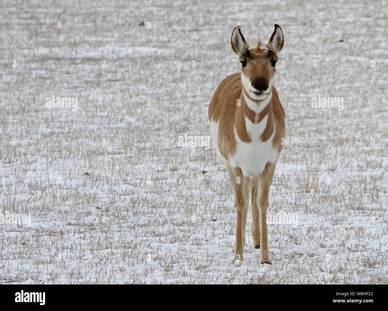 Pronghorn doe. Pronghorn doe near Stephens Creek Stock Photo - Alamy