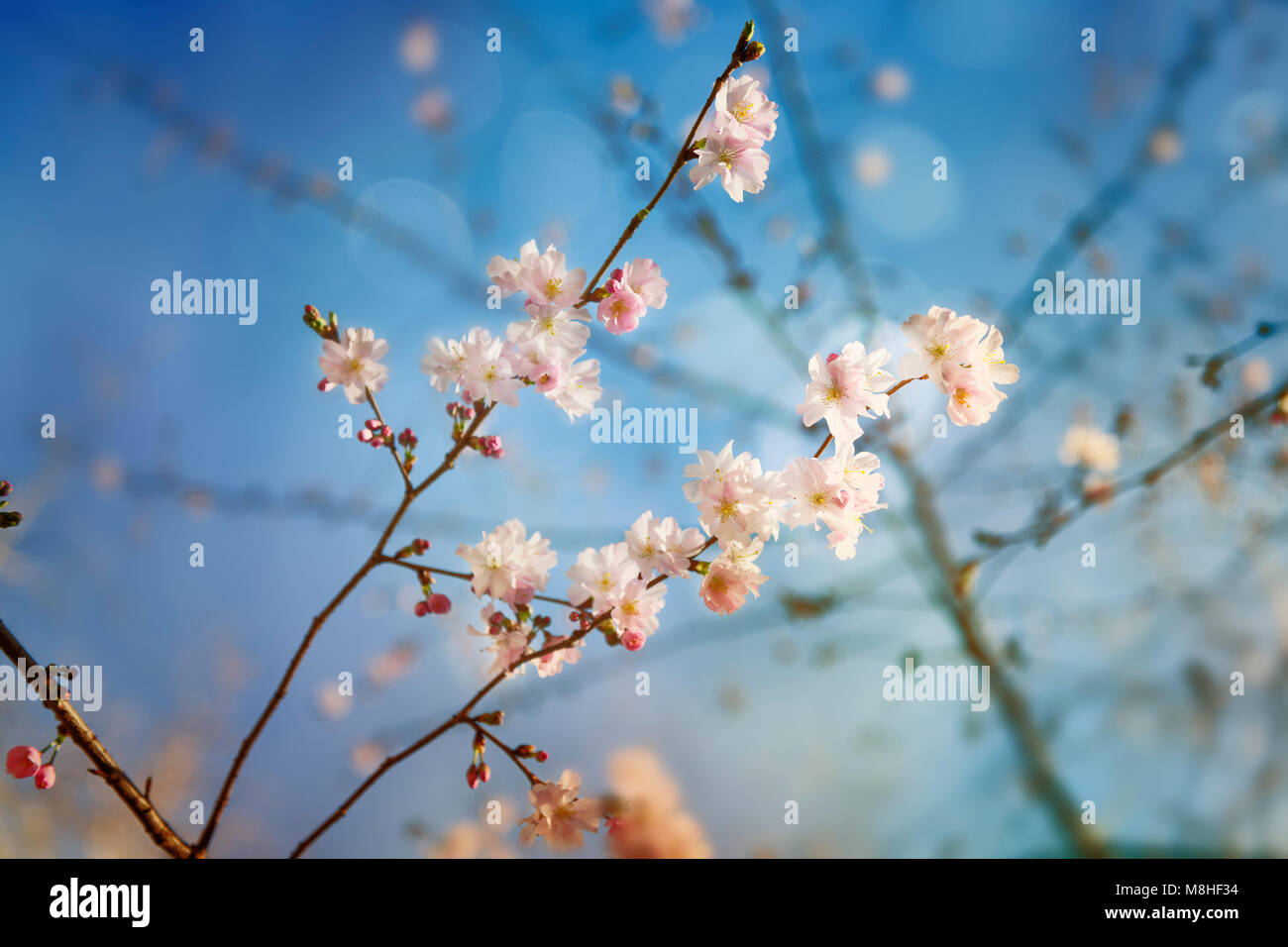 Blossom tree over nature background/ Spring flowers/Spring Background ...