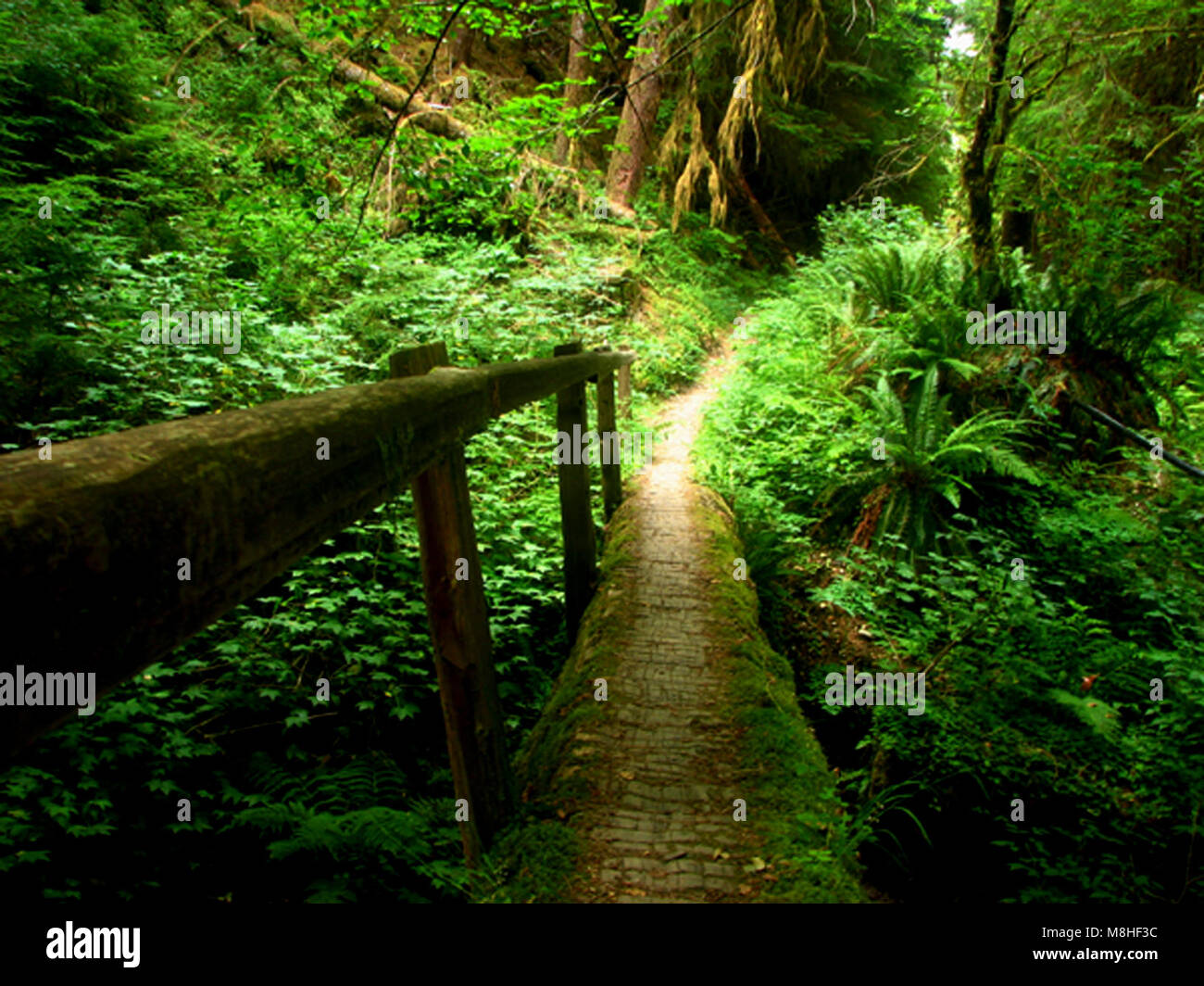quinalt log bridge trail. Quinalt trail Stock Photo - Alamy