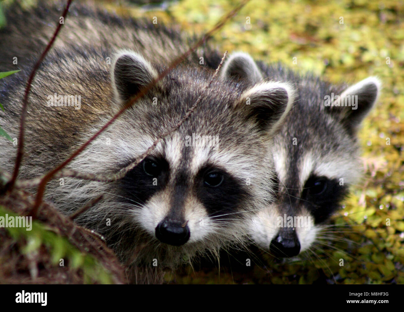 Raccoon country hi-res stock photography and images - Alamy