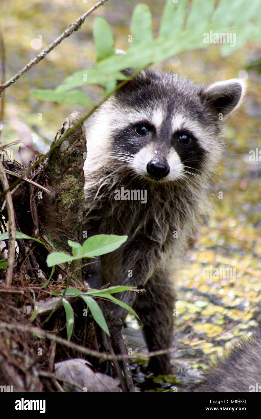Raccoon country hi-res stock photography and images - Alamy