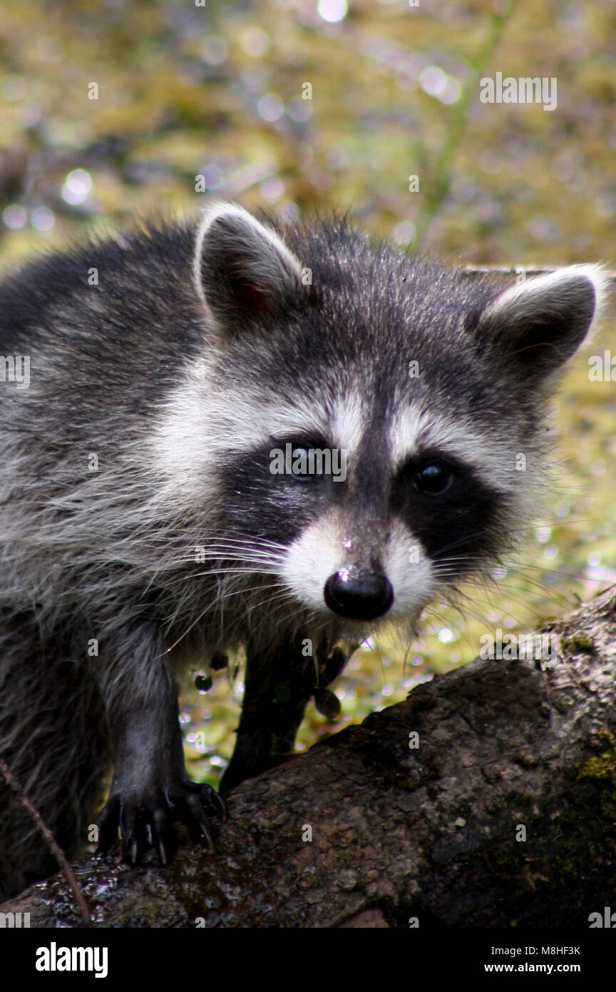 Raccoon country hi-res stock photography and images - Alamy