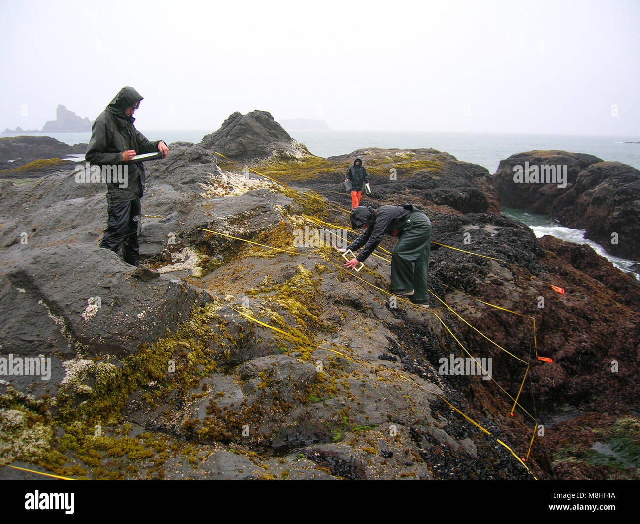 rangers scientists work coast measure Stock Photo - Alamy