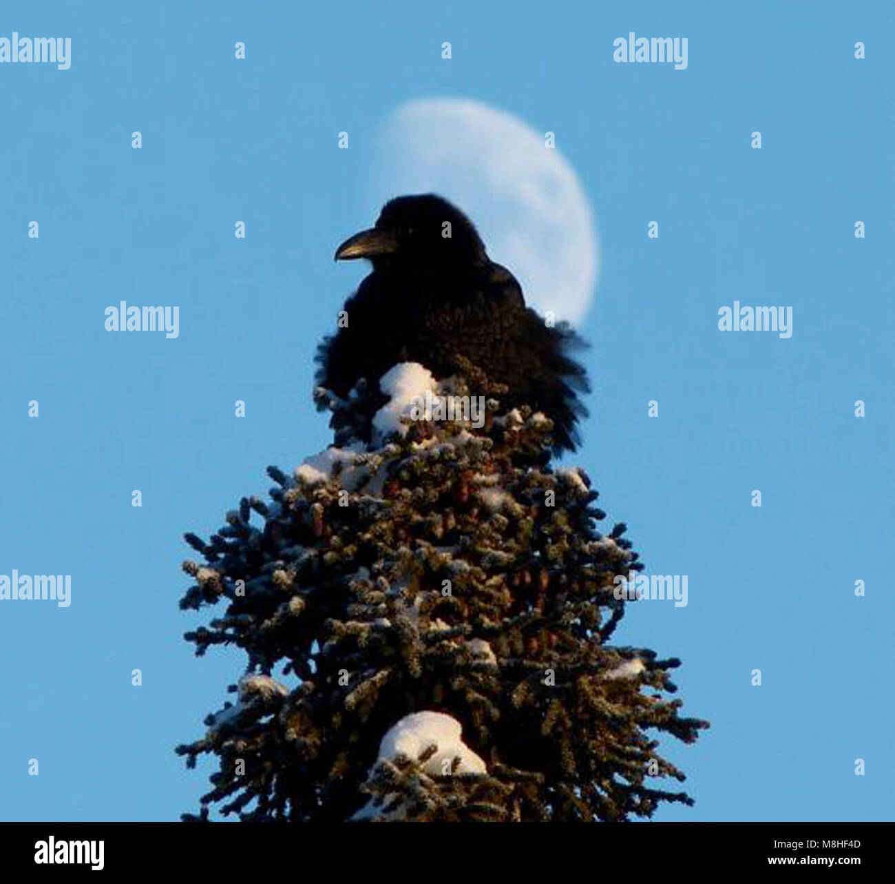 Raven in full moon hi-res stock photography and images - Alamy