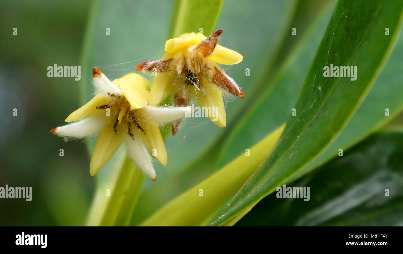 Red Mangrove flowers Stock Photo - Alamy