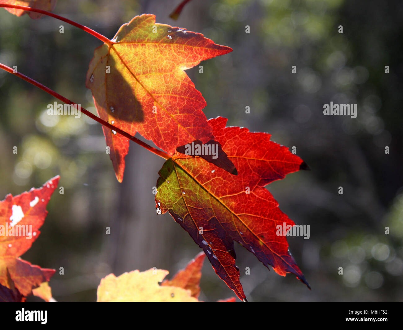Florida maple tree hi-res stock photography and images - Alamy