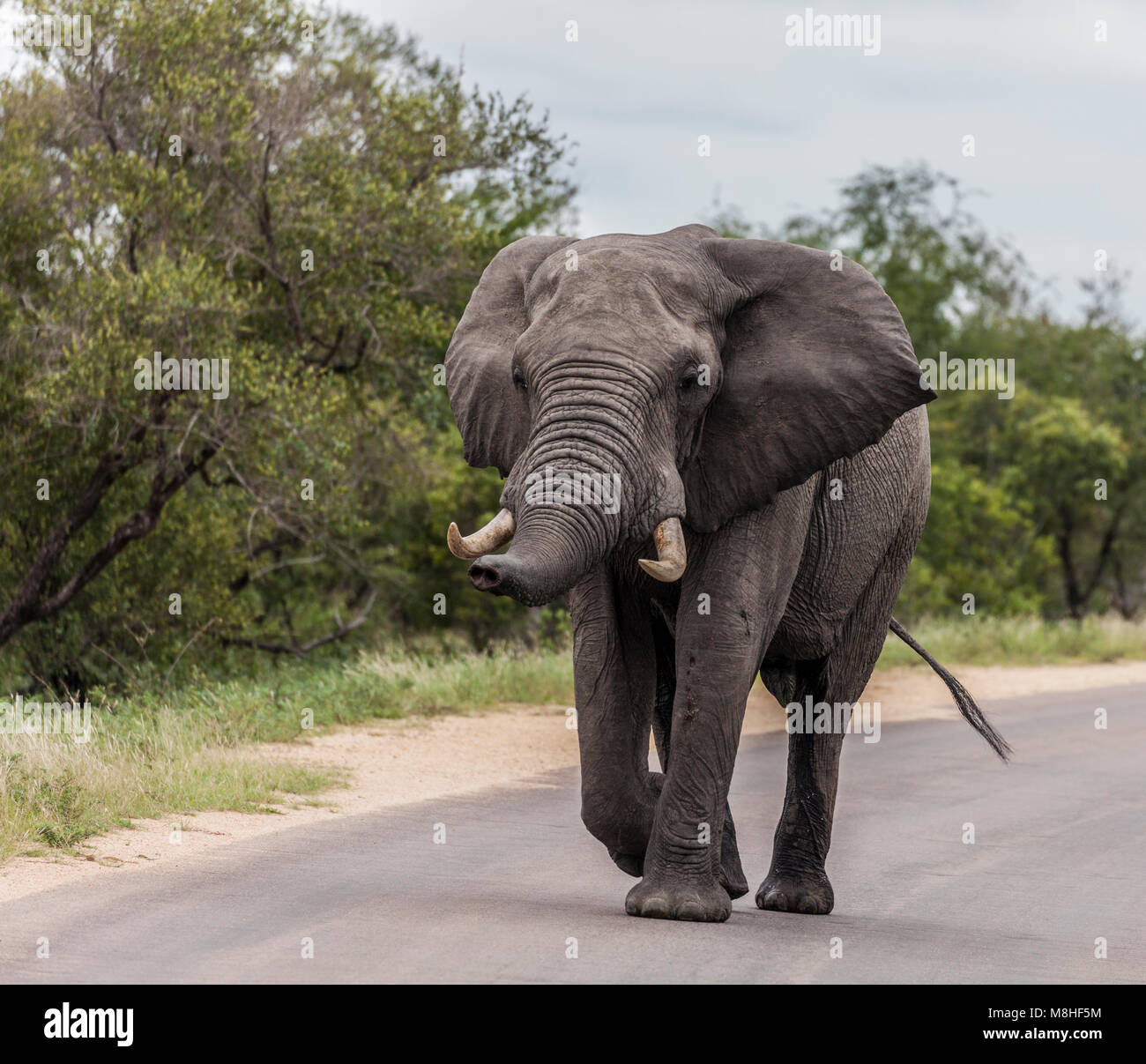 Musth elephant hi-res stock photography and images - Alamy