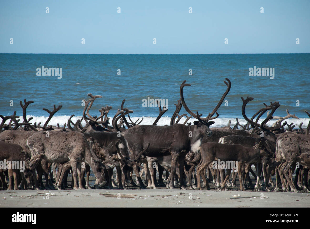 Reindeer on Ikpek Beach. A herd of about 300 reindeer travel across the ...