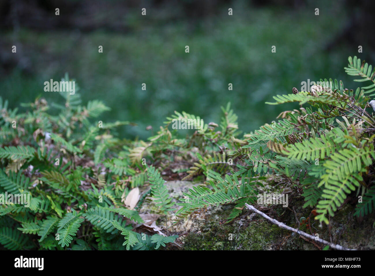 Resurrection fern hi-res stock photography and images - Alamy