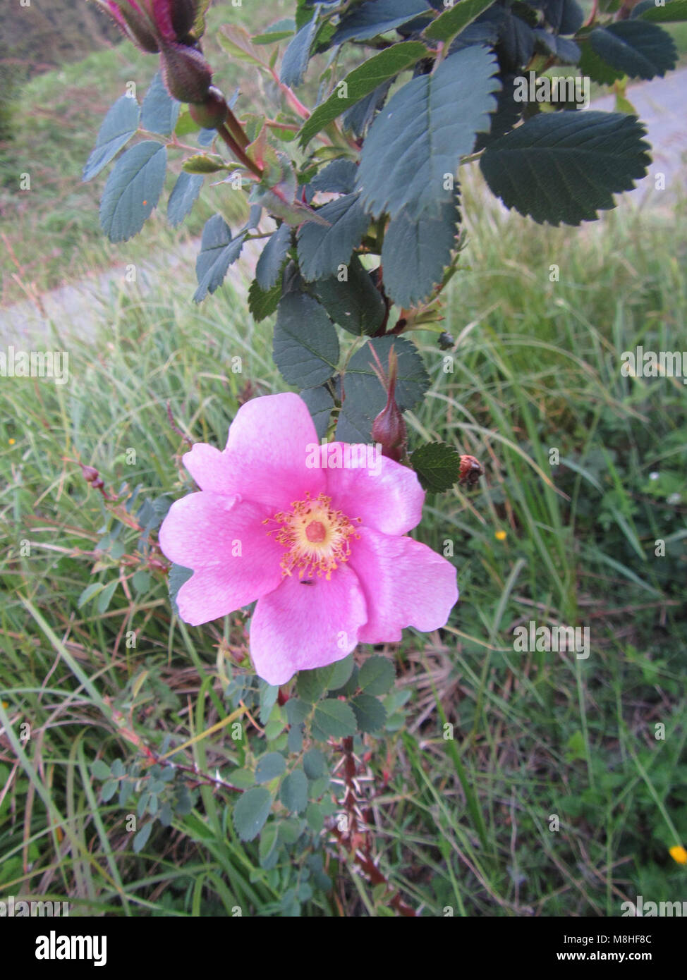 Rosa ssp (native rose subspecies) Elk Prairie Campground Stock Photo ...