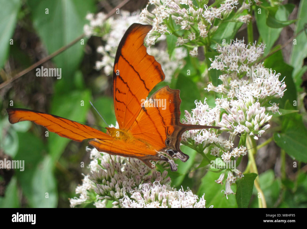 Daggerwing Stock Photos & Daggerwing Stock Images - Alamy