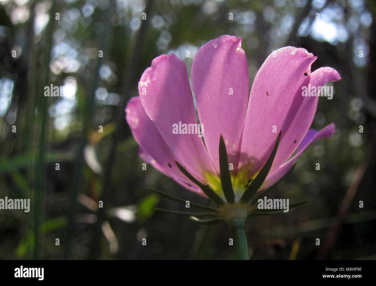 Sabatia bartramii hi-res stock photography and images - Alamy