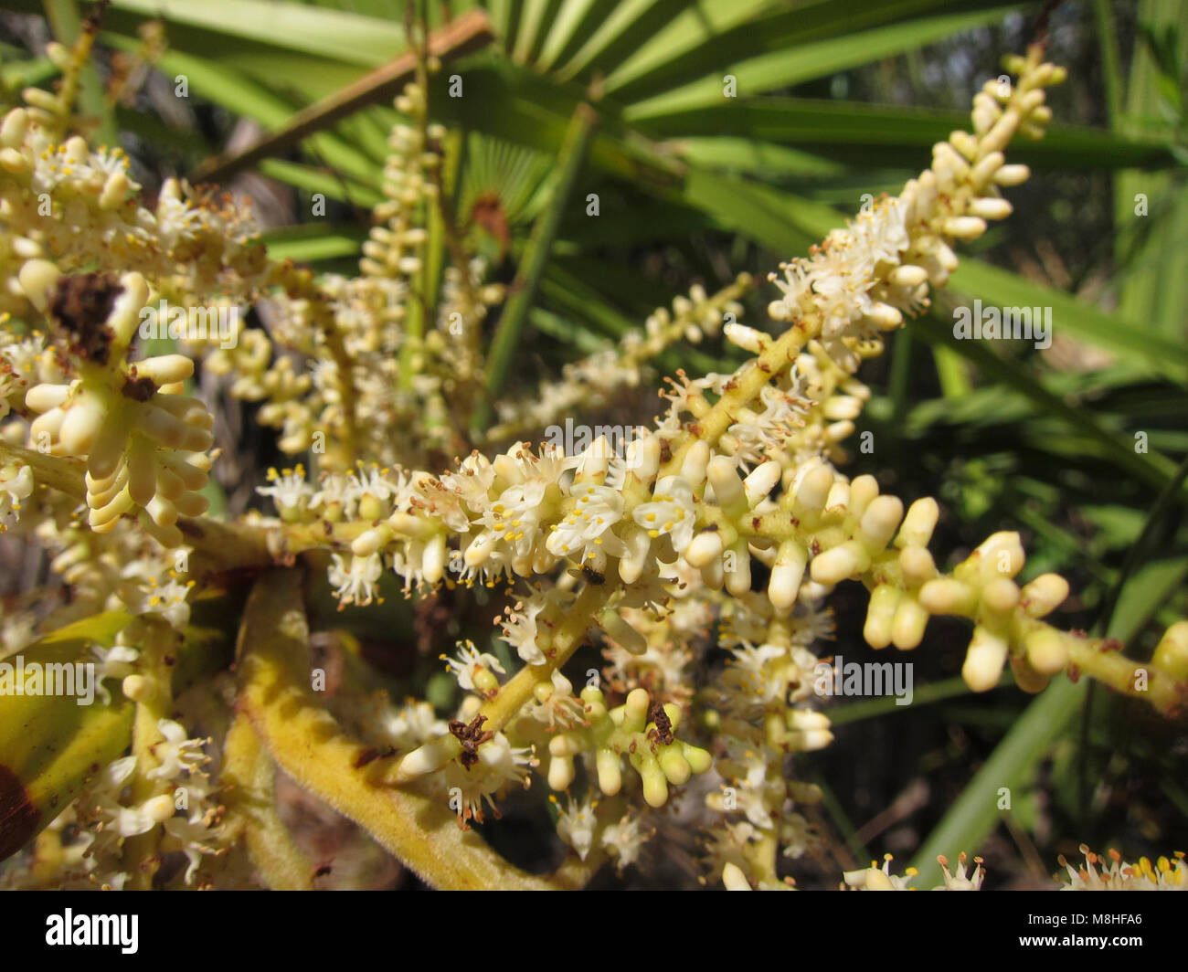 Palmetto flowers hi-res stock photography and images - Alamy