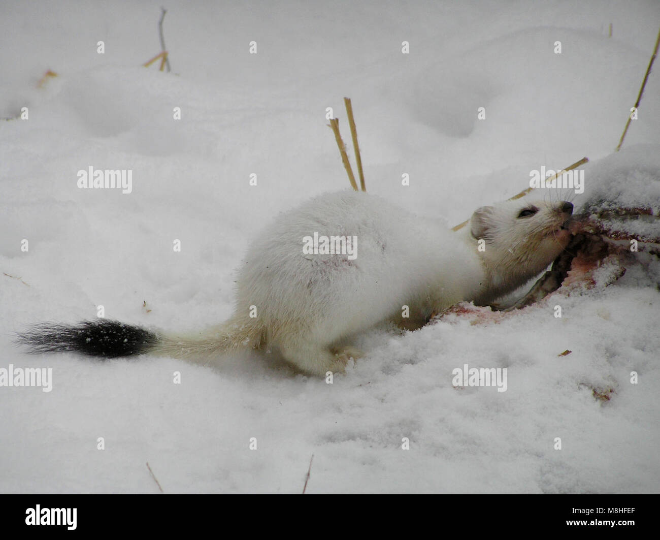 Short Tailed Weasel (Mustela erminea). A short tailed weasel gnaws on a ...
