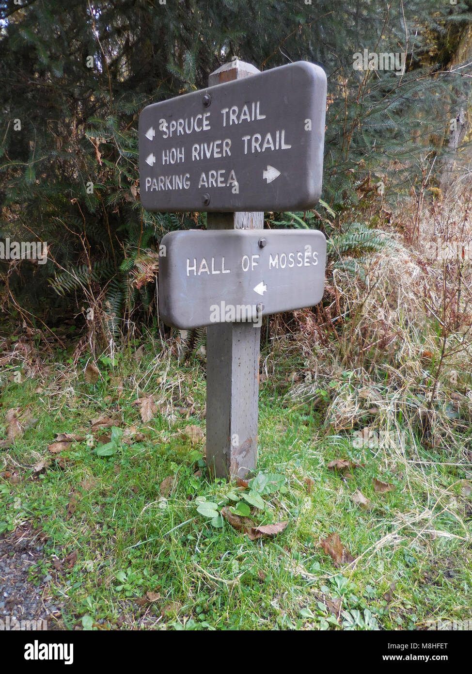 signs hall mosses spruce nature hoh river trails Stock Photo - Alamy signs hall mosses spruce nature hoh river trails Stock Photo - Alamy