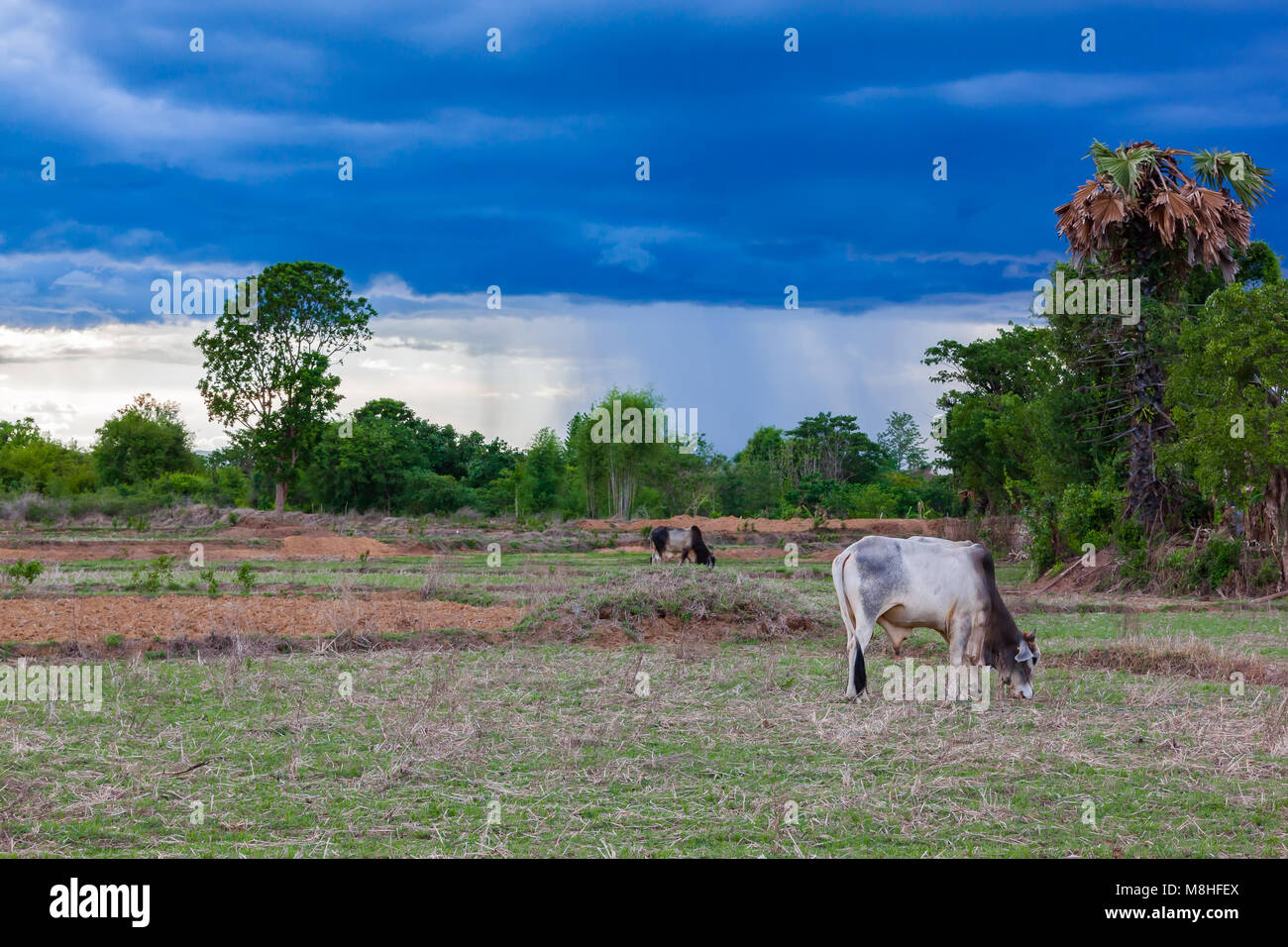 Bull grazing in the after harvested paddy field before rain Stock Photo ...