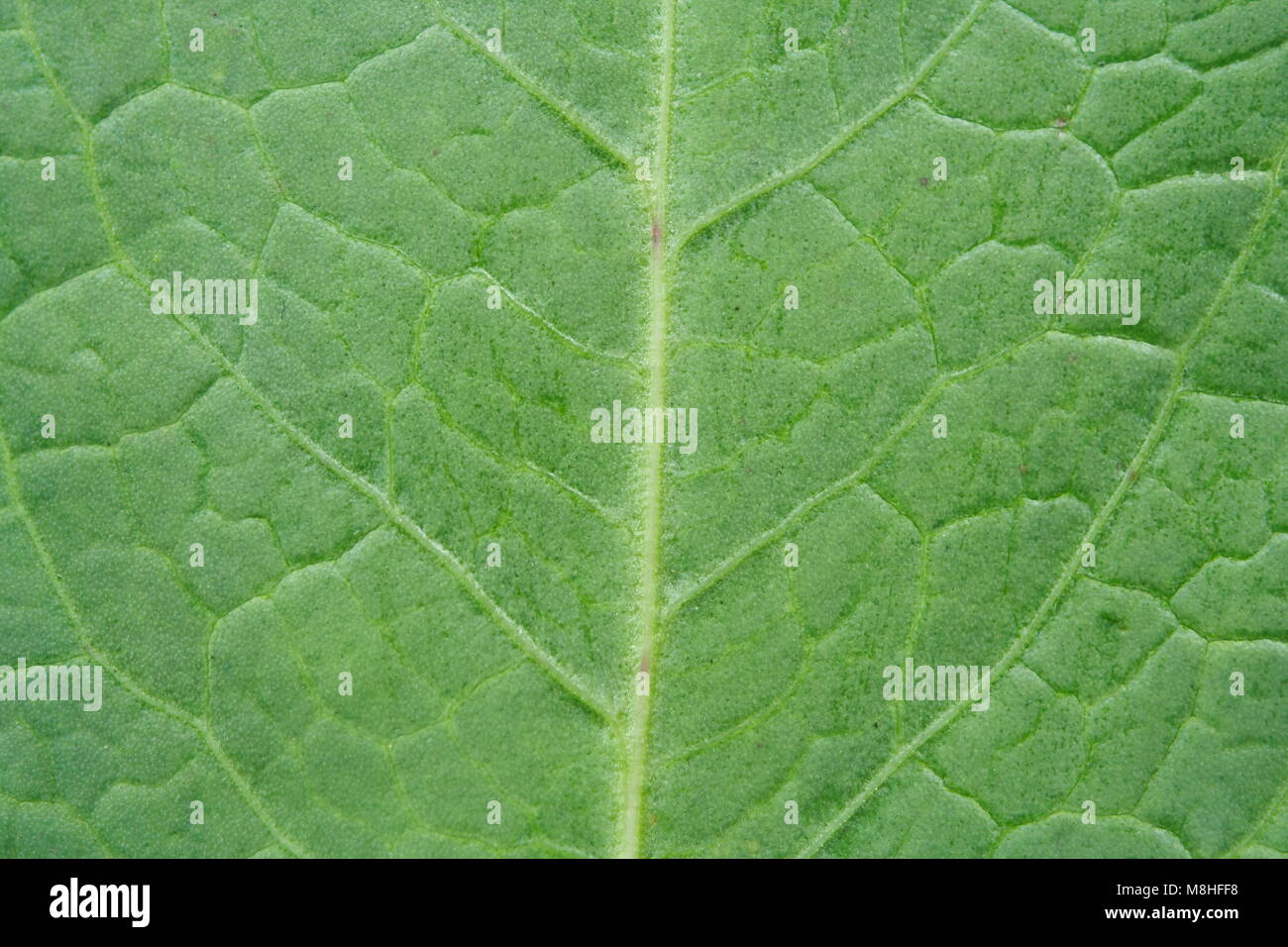 Green Leaf close-up horizontal Stock Photo - Alamy