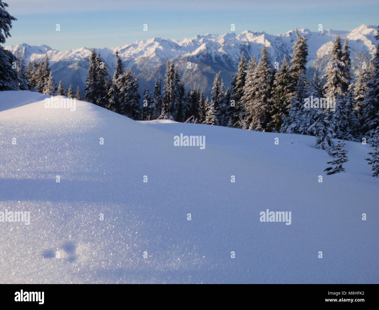 snow Hurricane ridge sparkle winter Stock Photo - Alamy