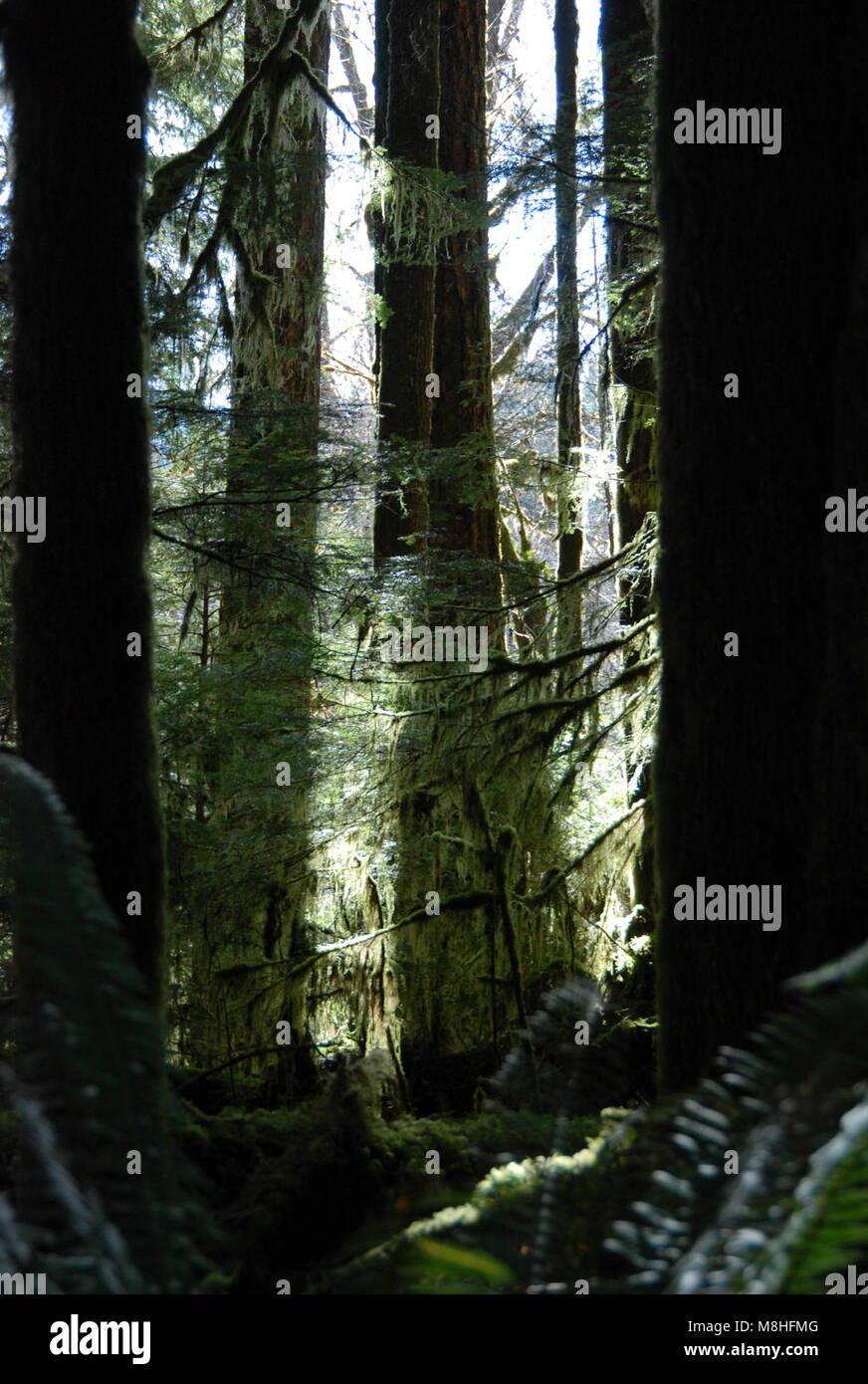 Sol Duc forest sunlight moss Stock Photo - Alamy
