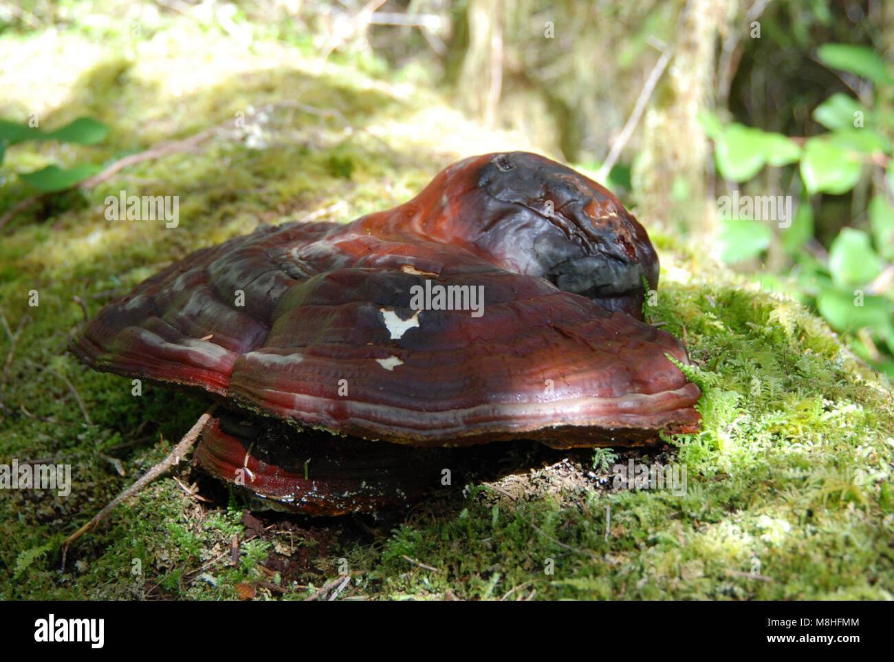 Sol duc polyspore mushrooms Stock Photo - Alamy