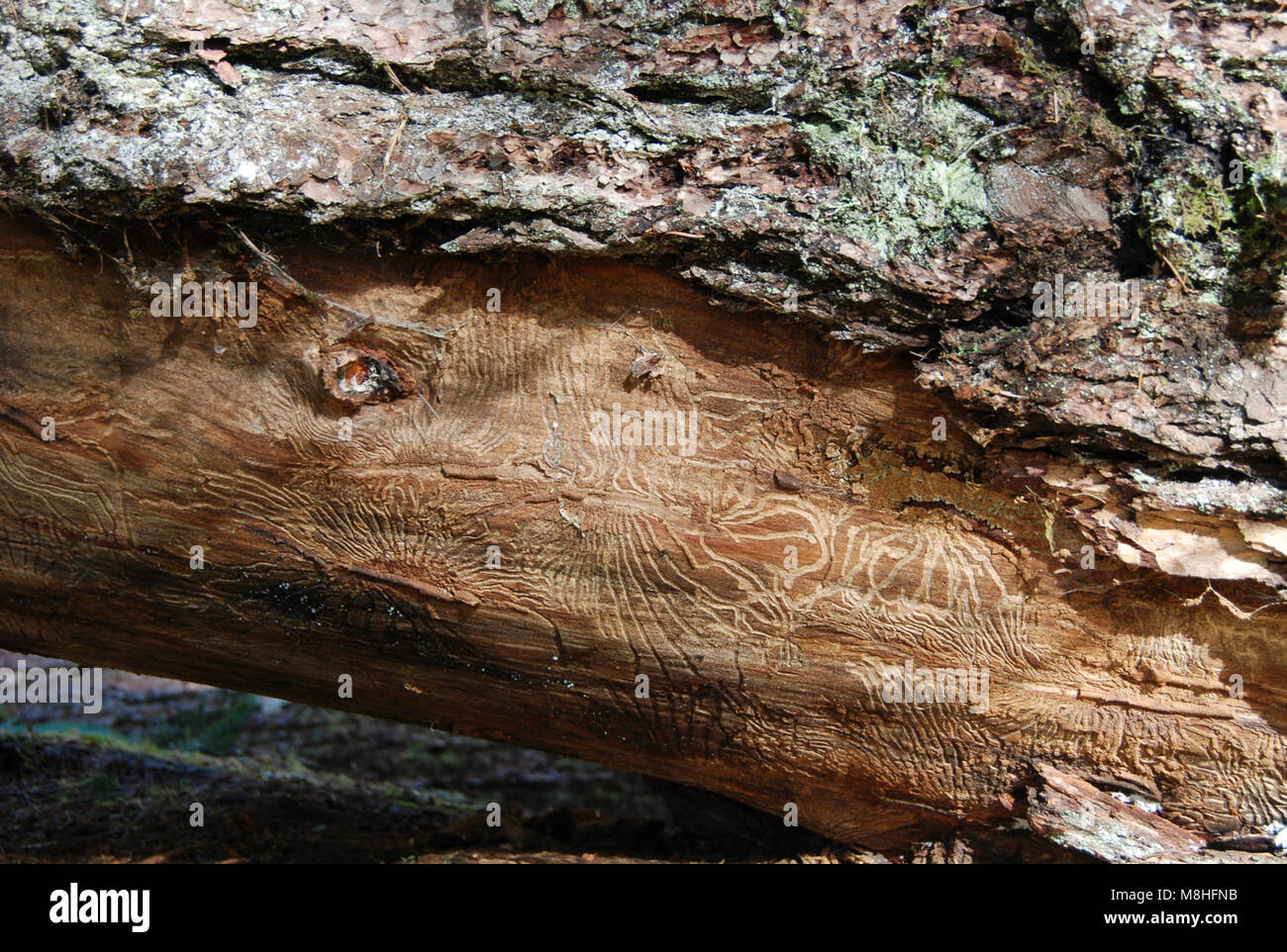 Sol Duc tree bark beetle damage Stock Photo - Alamy