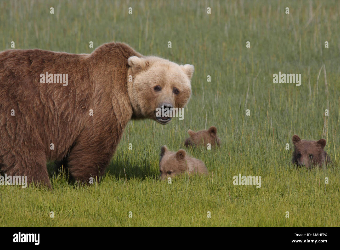 Brown bear sow with triplets hi-res stock photography and images - Alamy