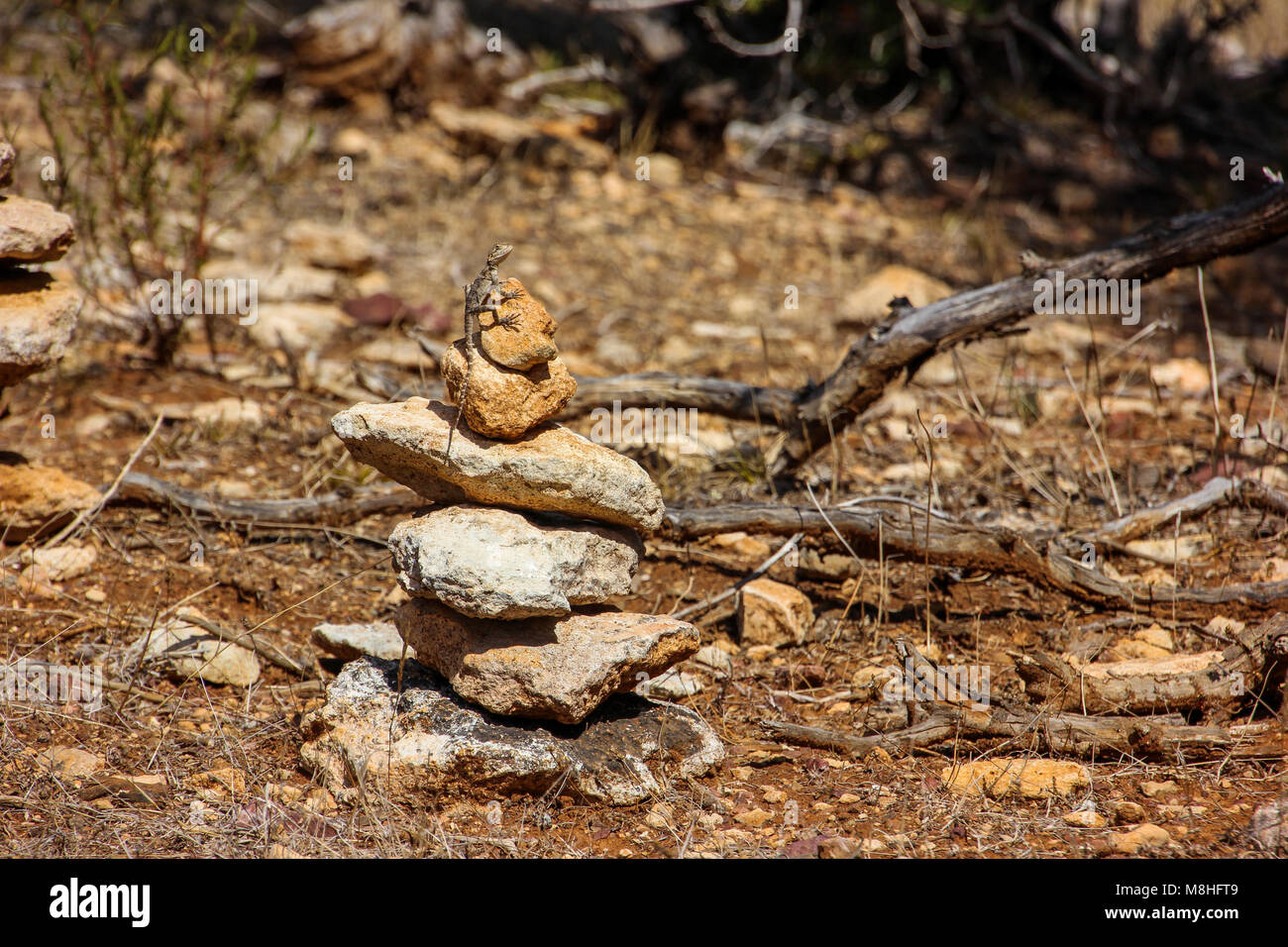 Rock lizard cyprus hi-res stock photography and images - Alamy