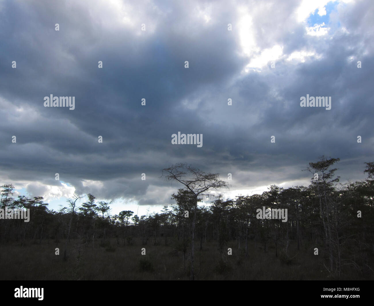 Big cypress national preserve storm hi-res stock photography and images ...